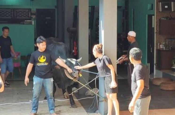 Detik-detik Sapi Kurban Ayu Ting Ting Ngamuk Saat Mau Disembelih Detik-detik Sapi Kurban Ayu Ting Ting Ngamuk Saat Mau Disembelih